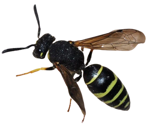 La Avispa Solitaria | Multiplag – Multiplag | Tienda Productos Anti Plagas