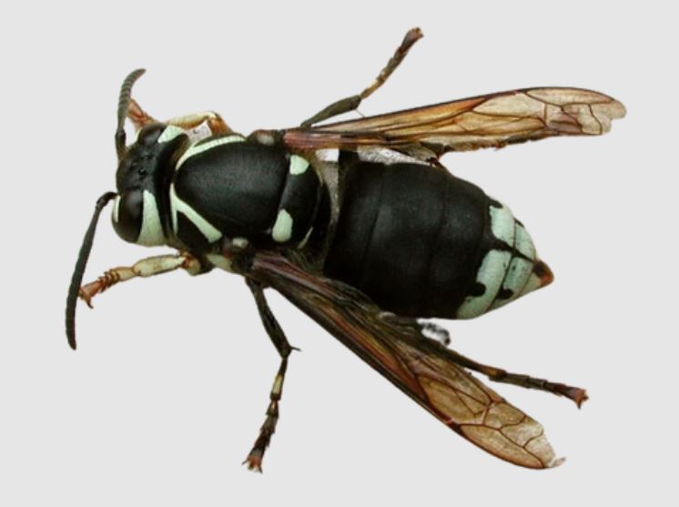 Avispa de Cuerpo Largo (Dolichovespula) – Multiplag | Tienda Productos ...