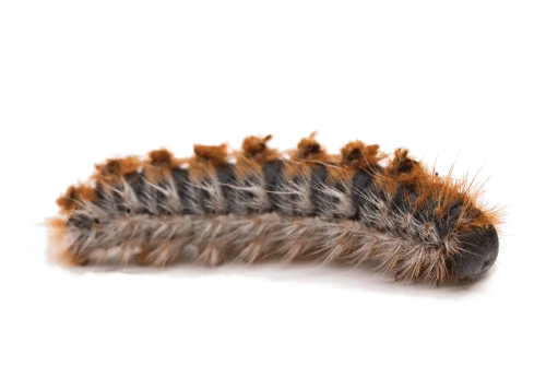 Época da Lagarta Processionária e Ciclo de Vida – Multiplag | Tienda ...